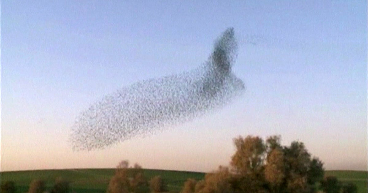 Watch Starlings Form Spectacular Murmuration