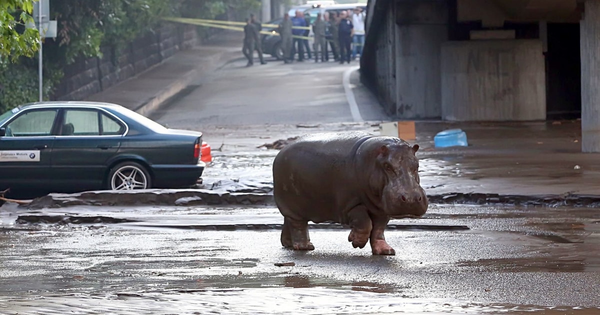 Zoo Animals Roam City Streets in Wake of Severe Flooding