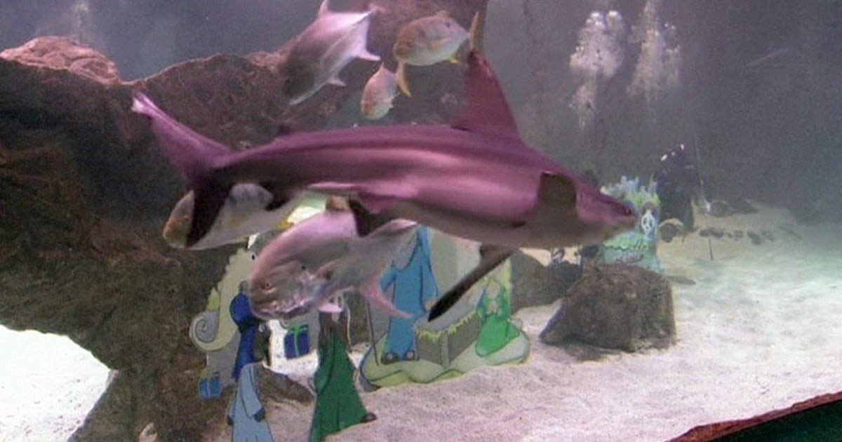 Jesus, Mary and…Jaws! Nativity adorns shark tank