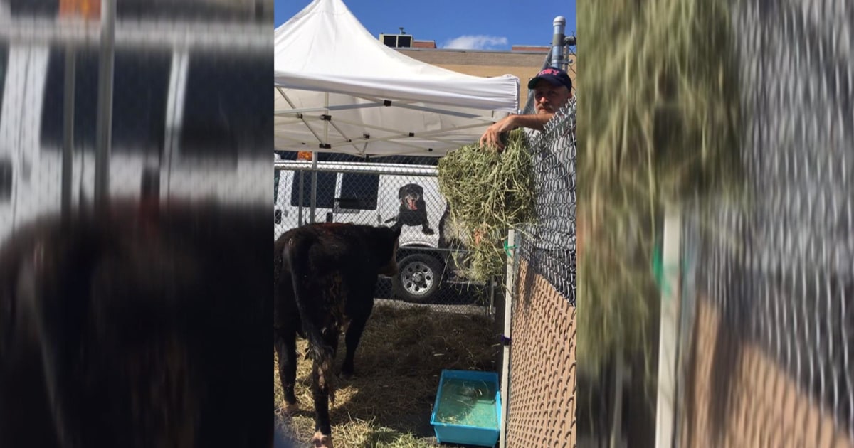 Jon Stewart Rescues Bull