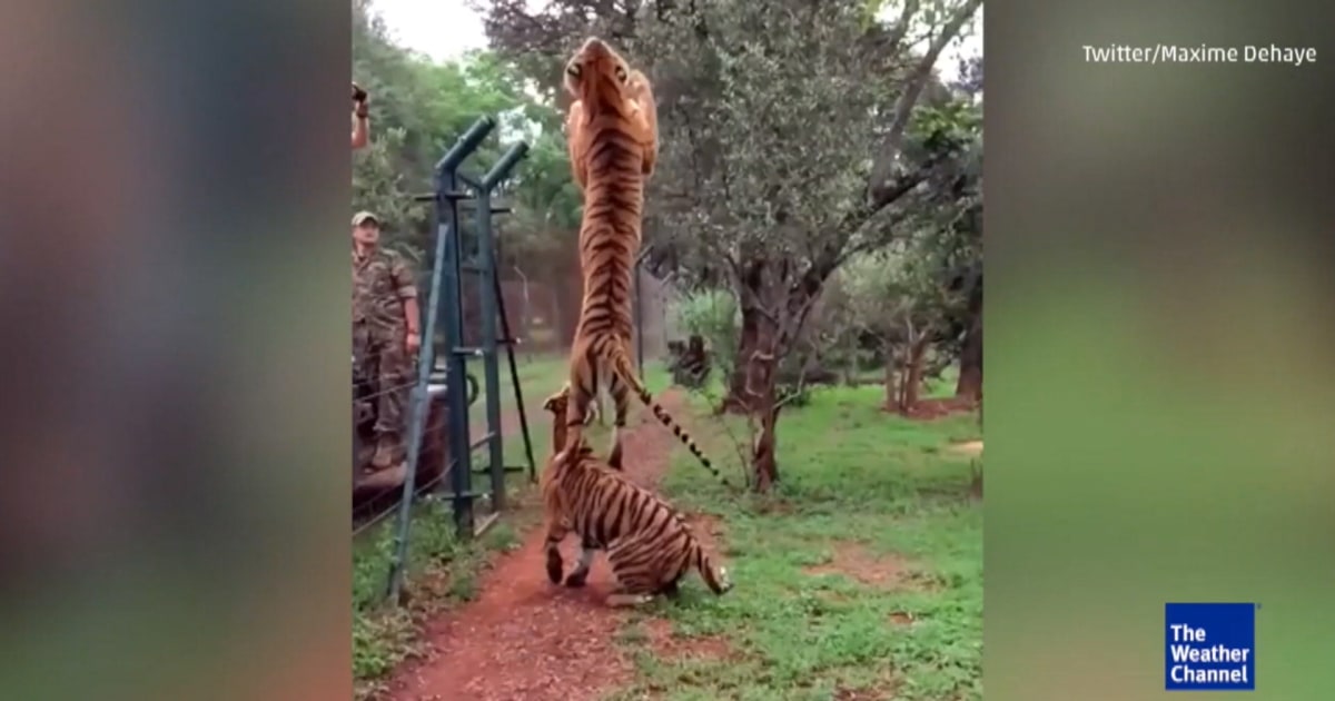 Tiger Jumps Higher Than Fence to Catch Meat Treat