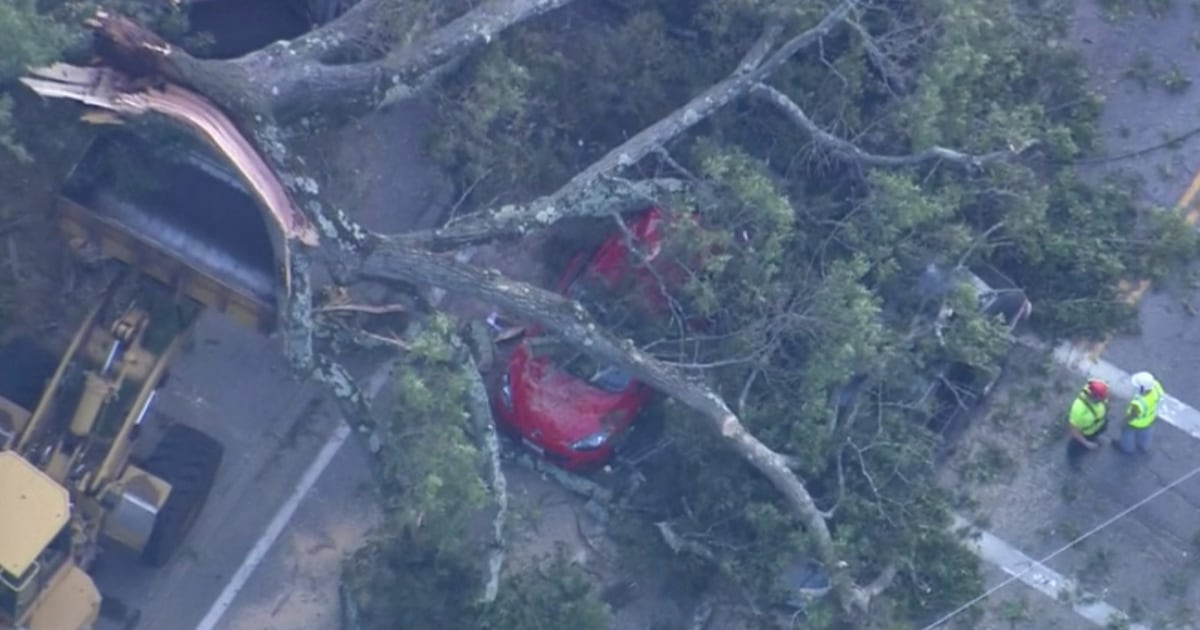 Giant Tree Falls, Traps People in Three Cars