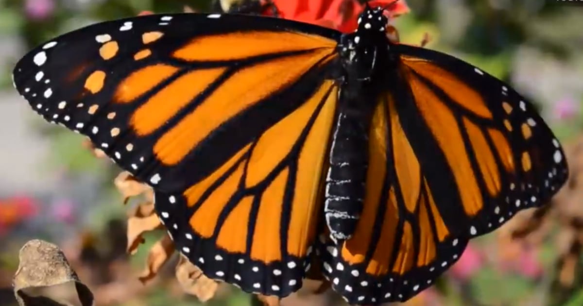Fighting to Save the US Monarch Population