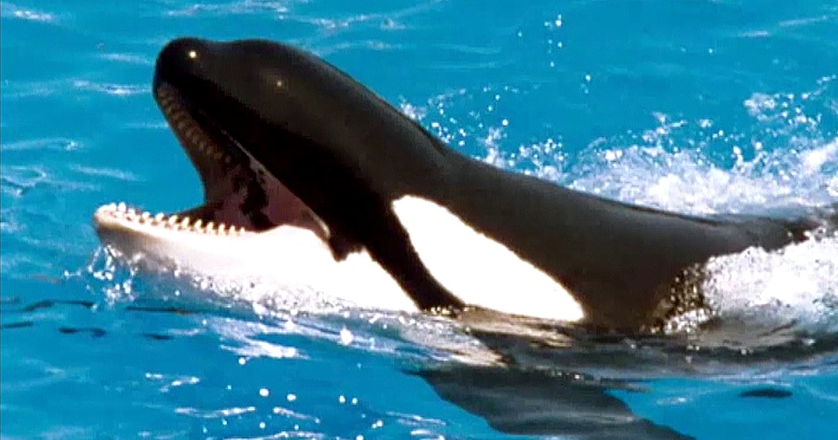 Orca Whales Can Learn Dolphin Sounds