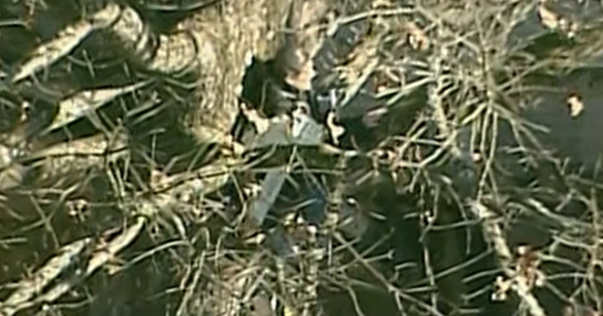 Woman Climbs Tree to Prevent it From Being Cut Down