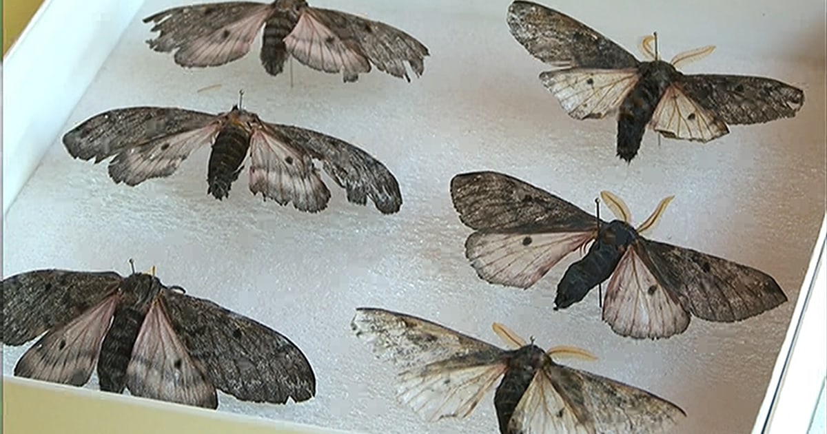 Arizona Moth Population Booms