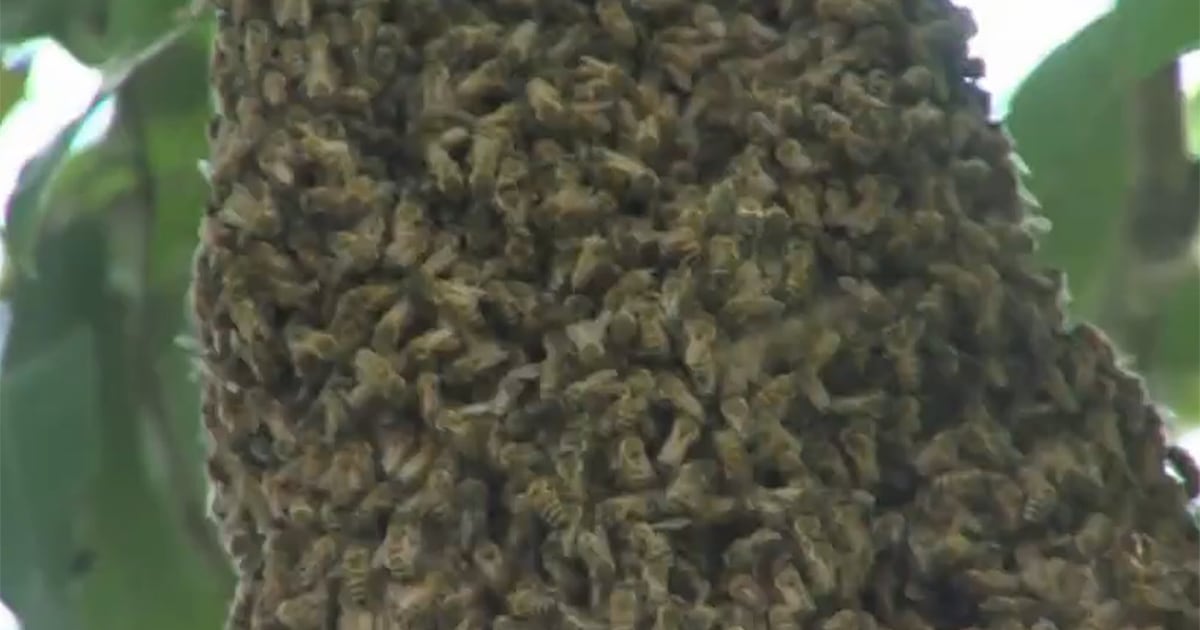 One Tree - 80,000 Bees