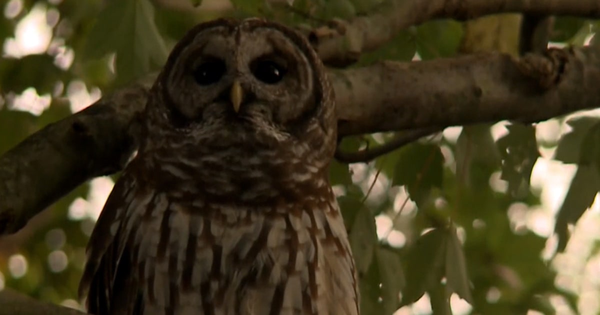 Owl Terrorizes Florida Community