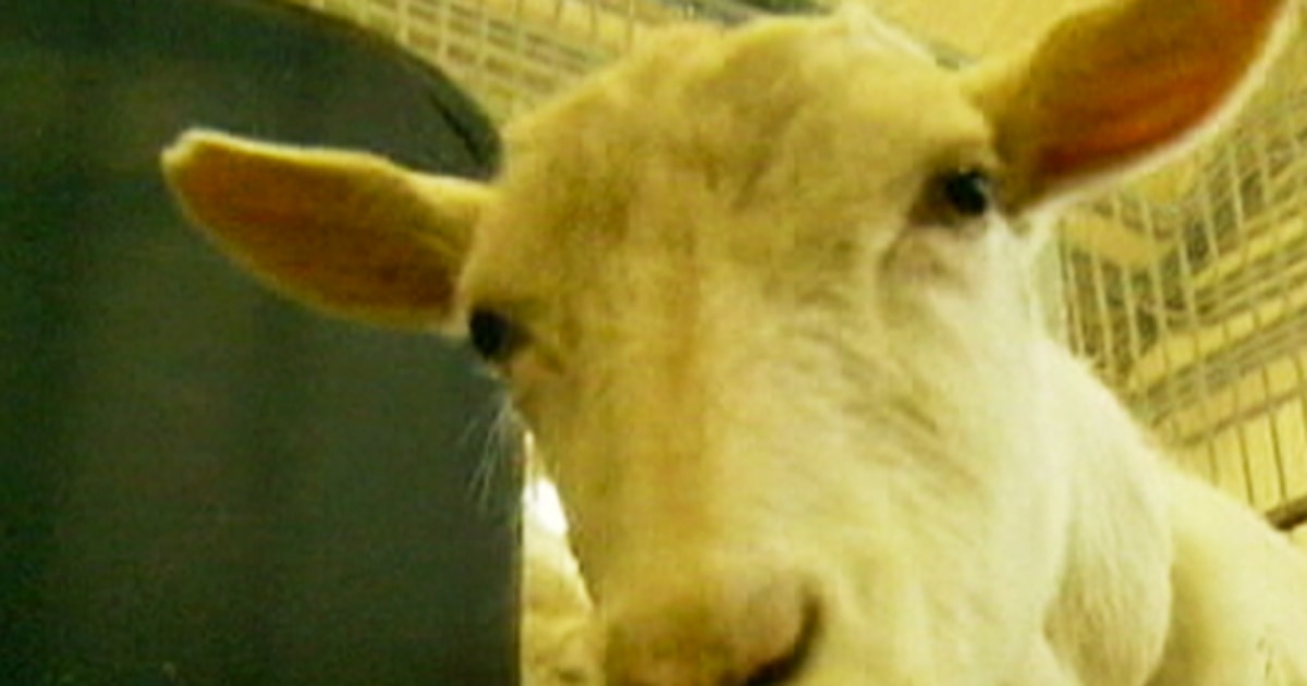 Genetically modified spider goats stir up debate at farm