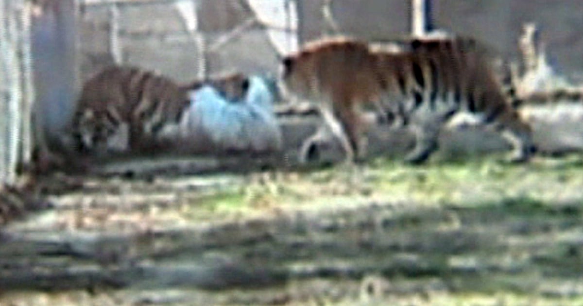 Tiger kills another tiger at Va. zoo