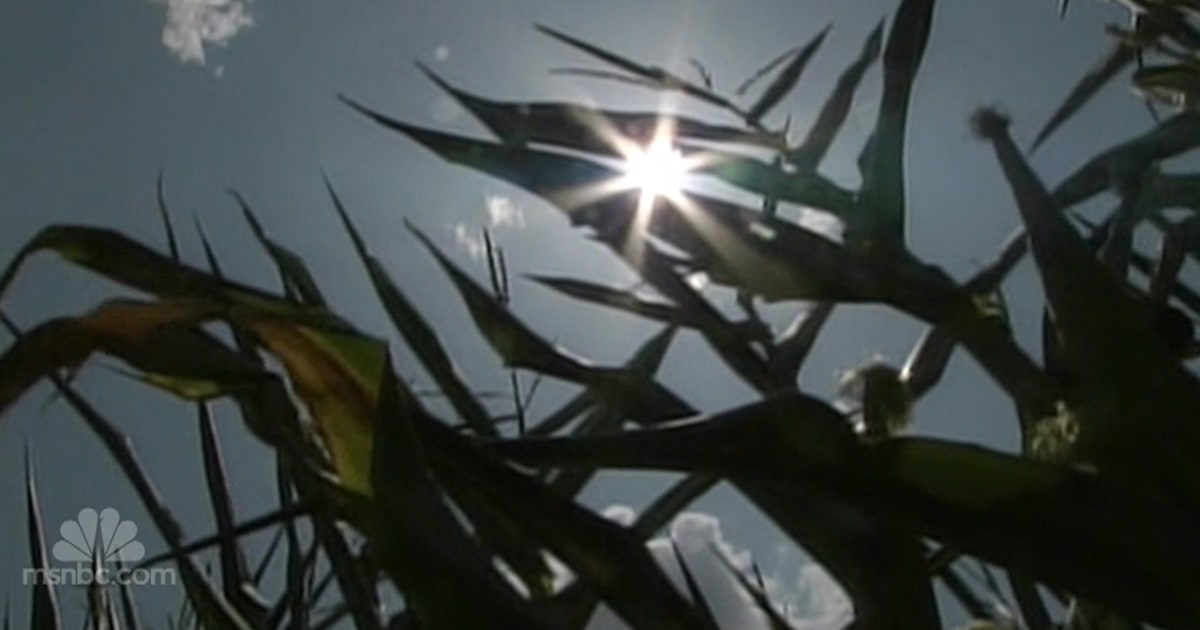 Crops shrivel as temps soar