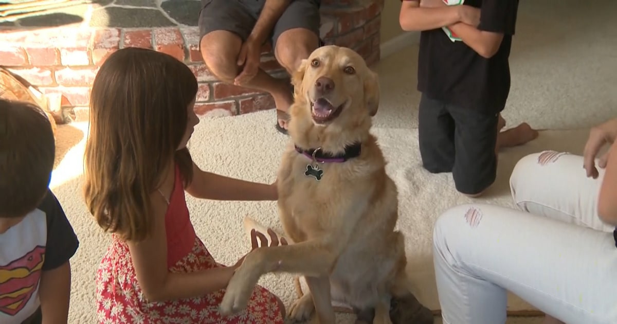 Murphy the Dog Returns, 2 Years Later