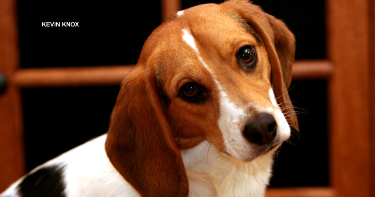 Long-Lost Dog Returns Home