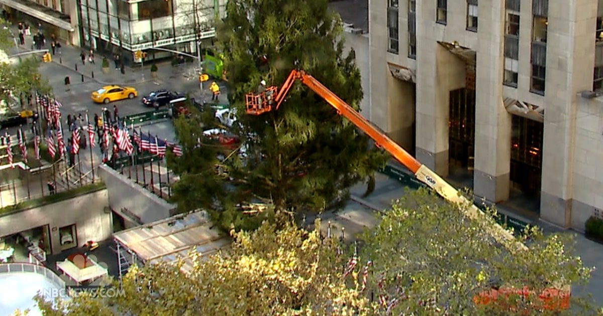 24 hours later, 30 Rock tree pulled to a stand