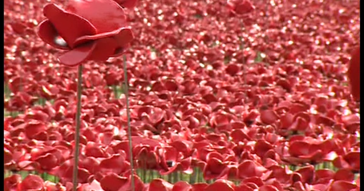 Field of Poppies Installed at Tower of London for WWI Memorial