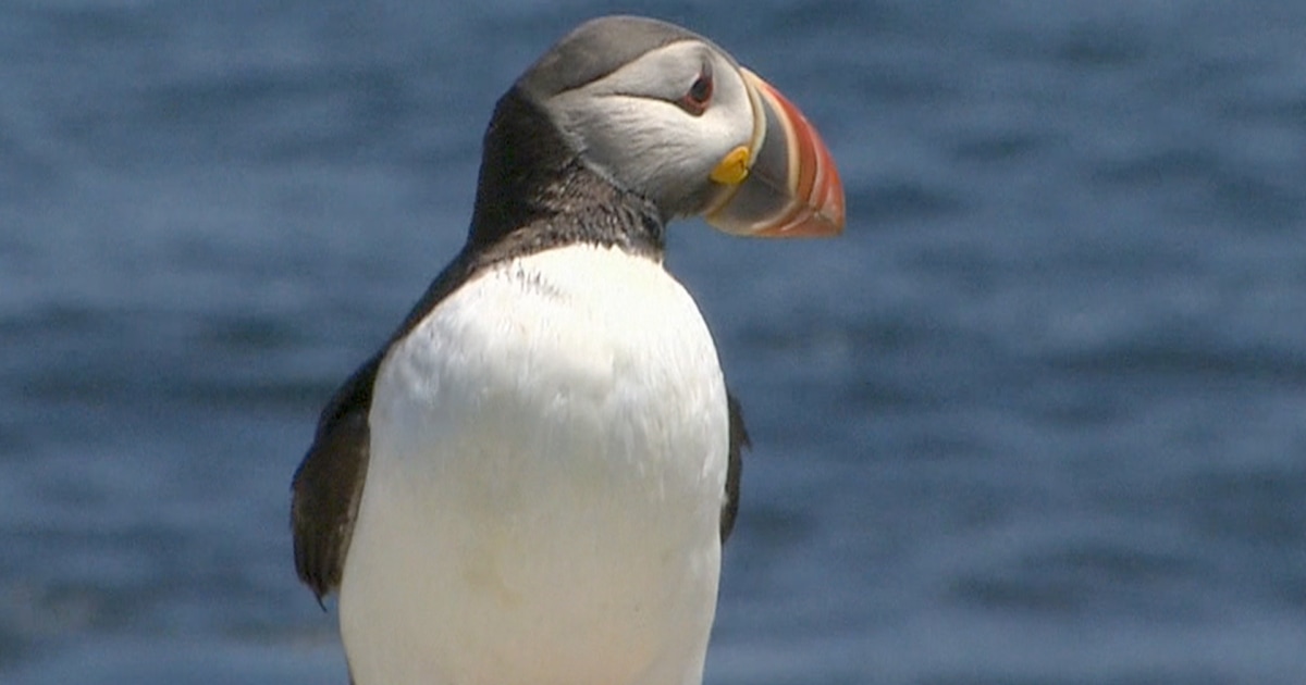 Sea bird’s struggle may be nature’s warning