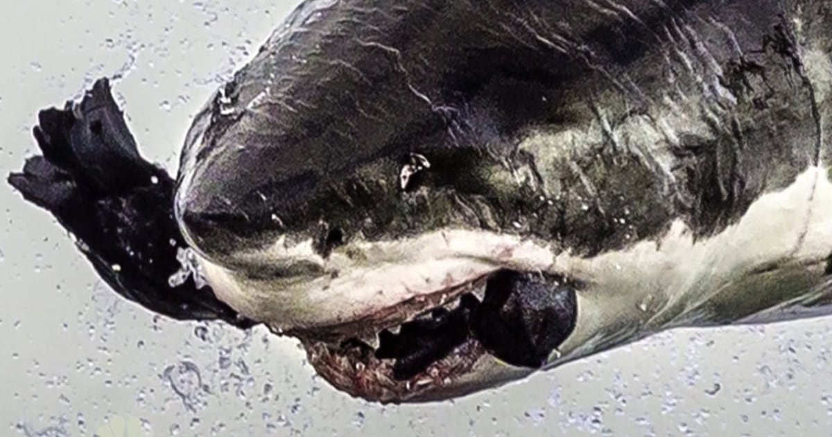 Shark goes airborne in pursuit of prey