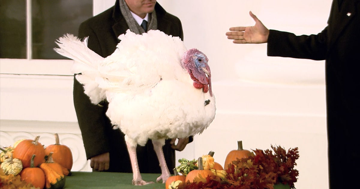 Turkeys are getting bigger … and other Thanksgiving news