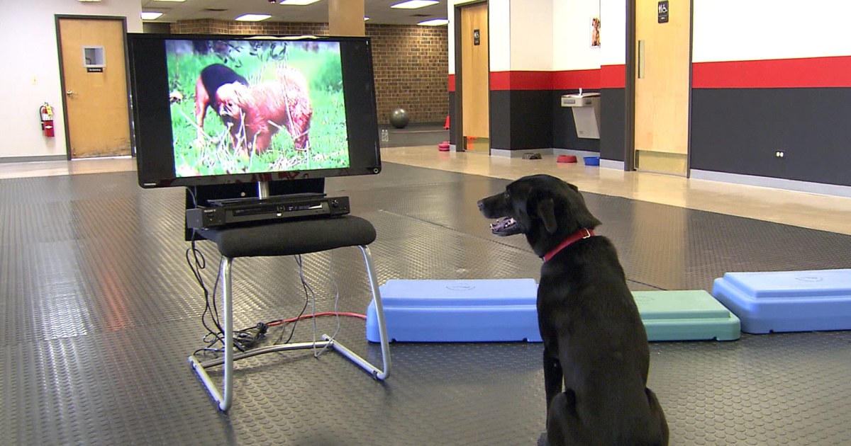 TV ‘goes to the dogs’ with new canine-friendly channel