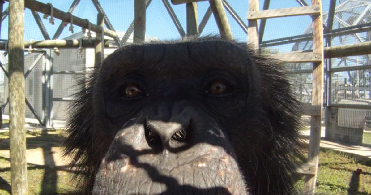 Ken & Rosie: Inside chimpanzee research lab
