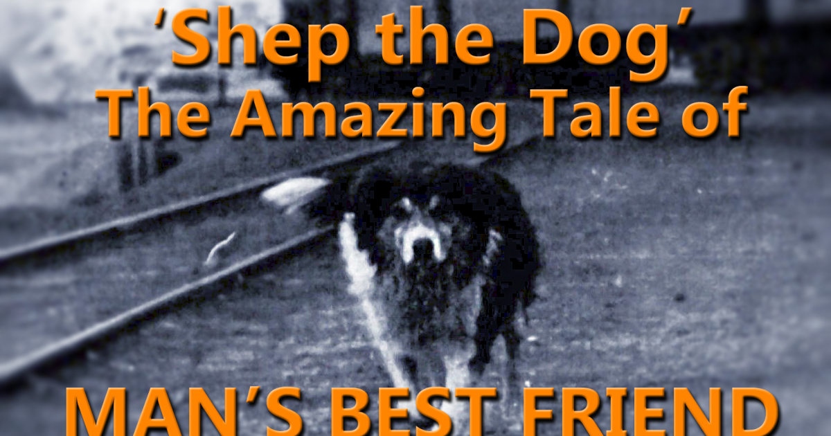 Forever Faithful: The Story of Shep the Dog