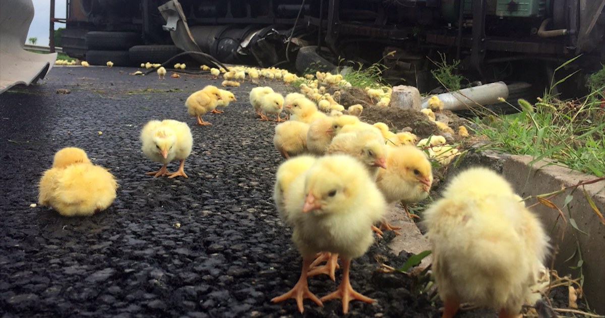 Chicken Crossing: Fluffy Baby Chicks Flood Highway in China