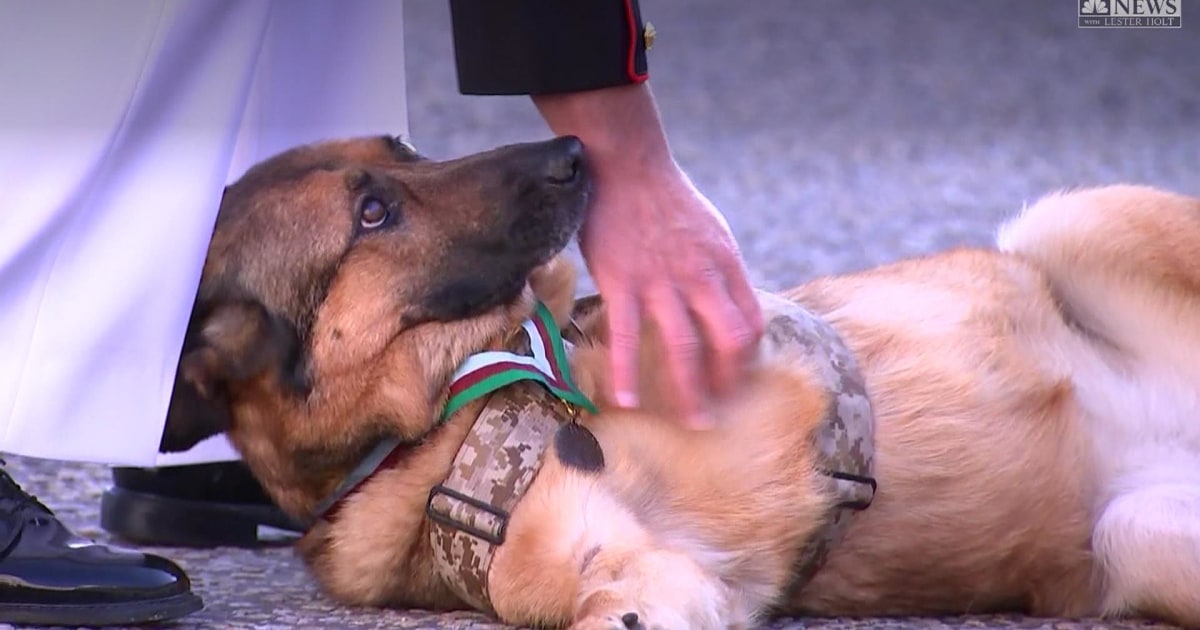 Retired U.S. Marines Dog Receives Top Military Honor After Losing Leg ...