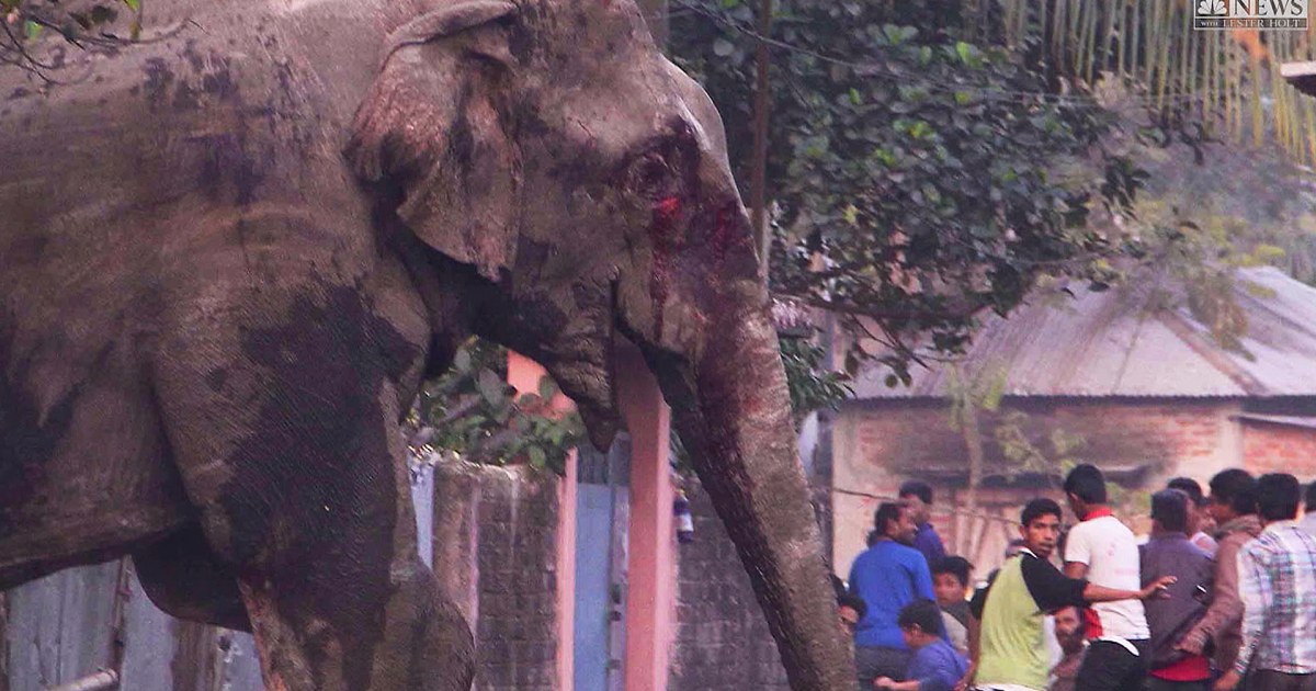 Lost Elephant Runs Wild in Indian City