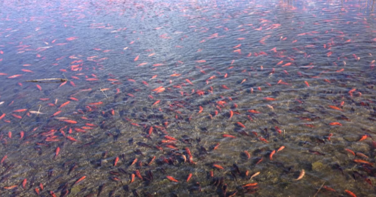 Goldfish Have Taken Over A Lake in Boulder, Colorado