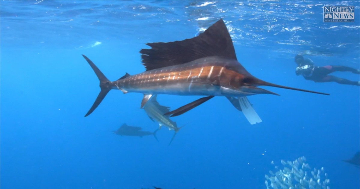The Visually-Stunning Spectacle of Mexico’s Sailfish Migration