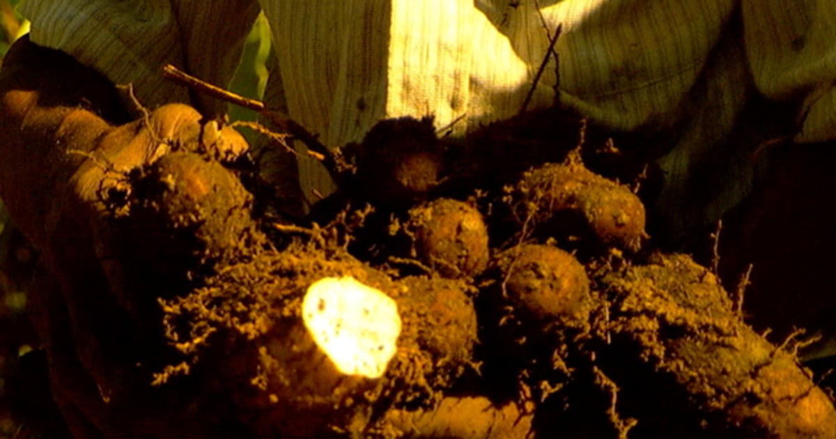 Running Man: Are yams the secret to a runner's success?