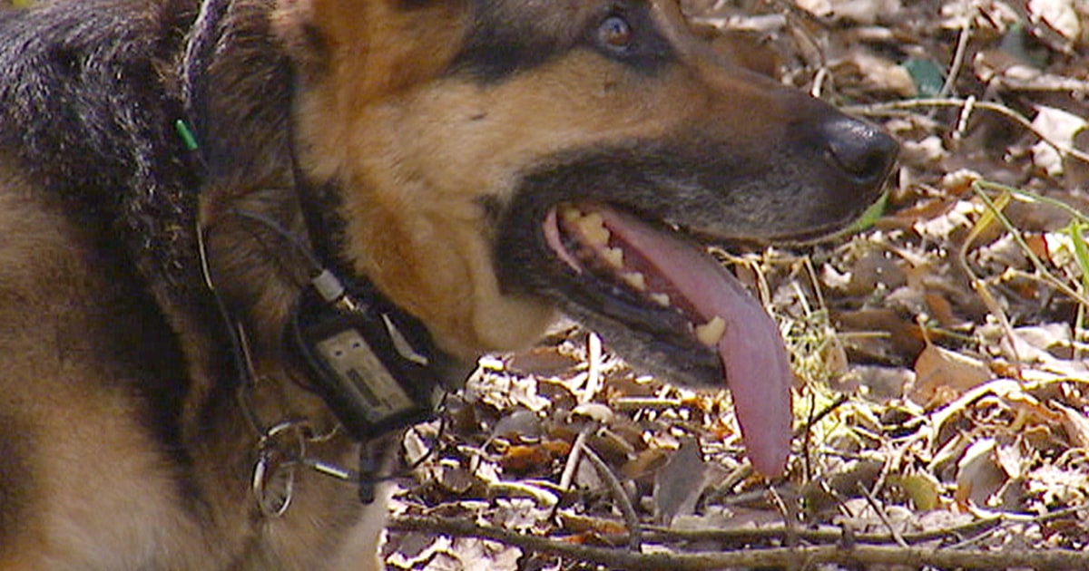 How Indiana Bones does her job