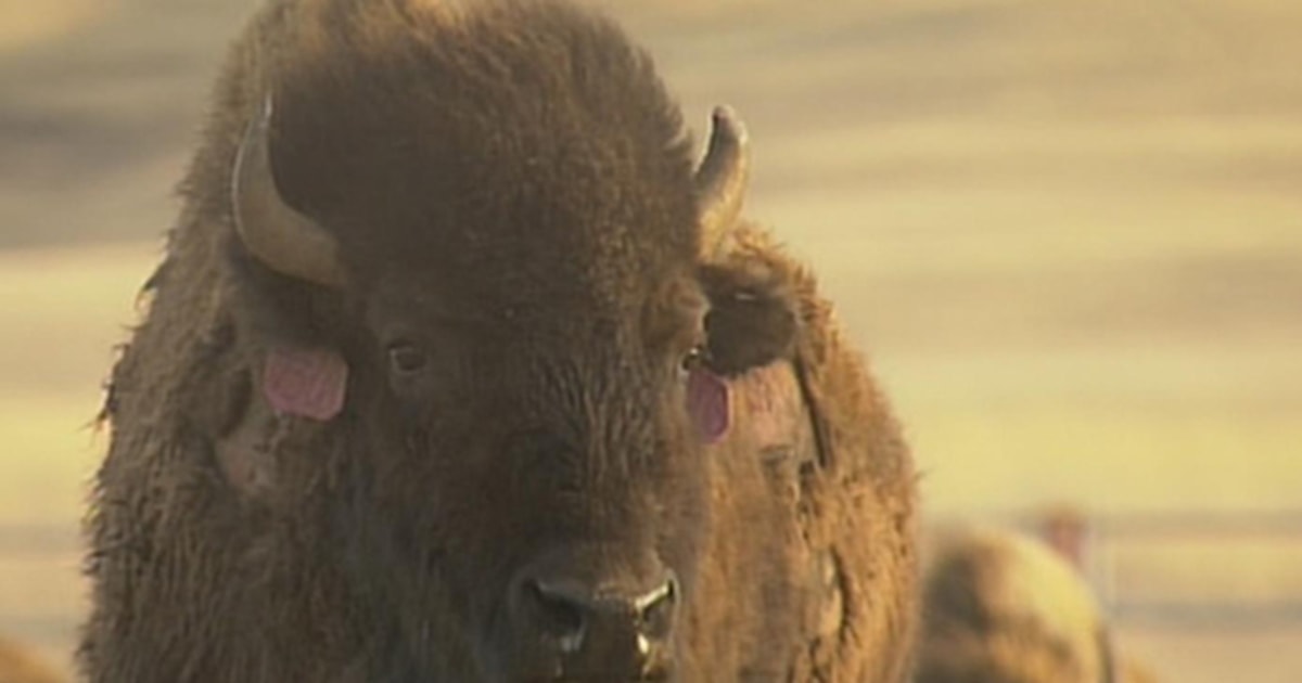 Differing perspectives on bison relocation