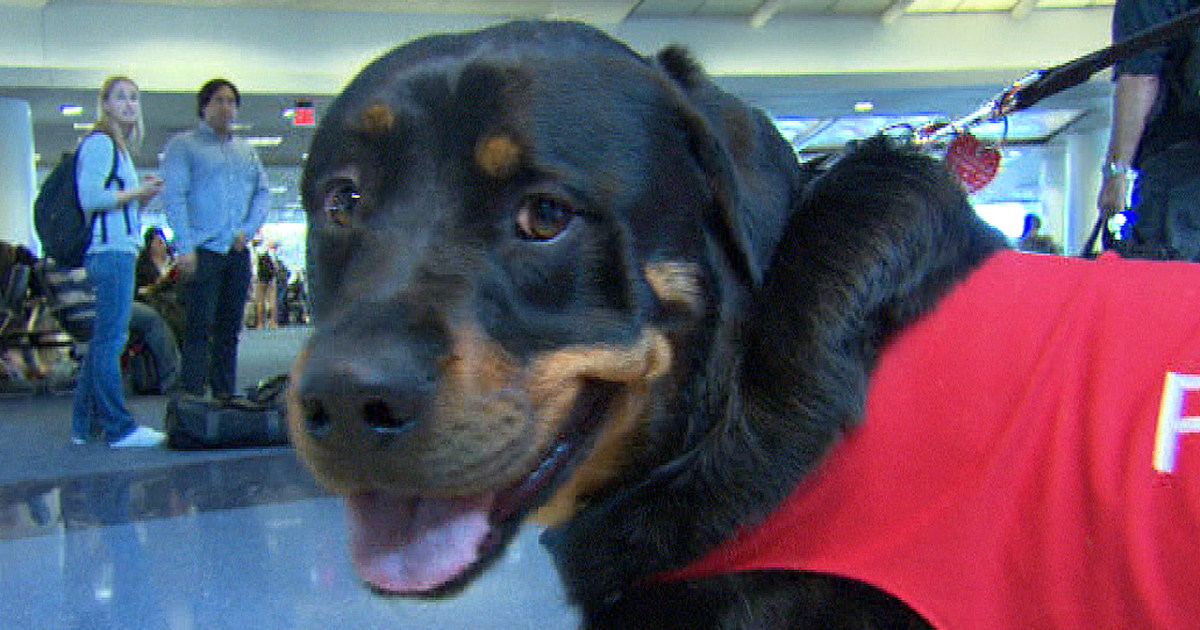 LAX lets the dogs out!