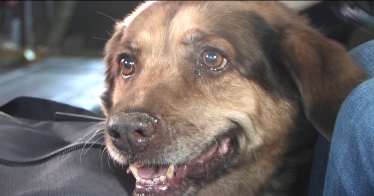 Colorado flood rescue ‘No pets left behind’