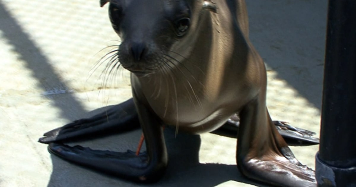 Saving stranded sea lions
