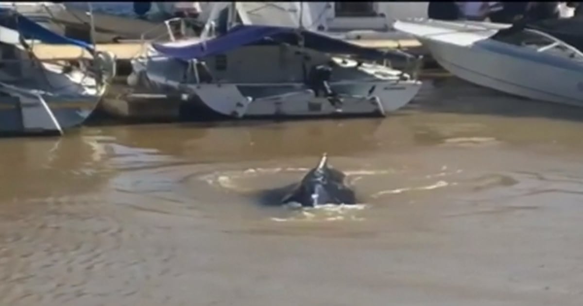 Lost Whale Guided to Open Waters