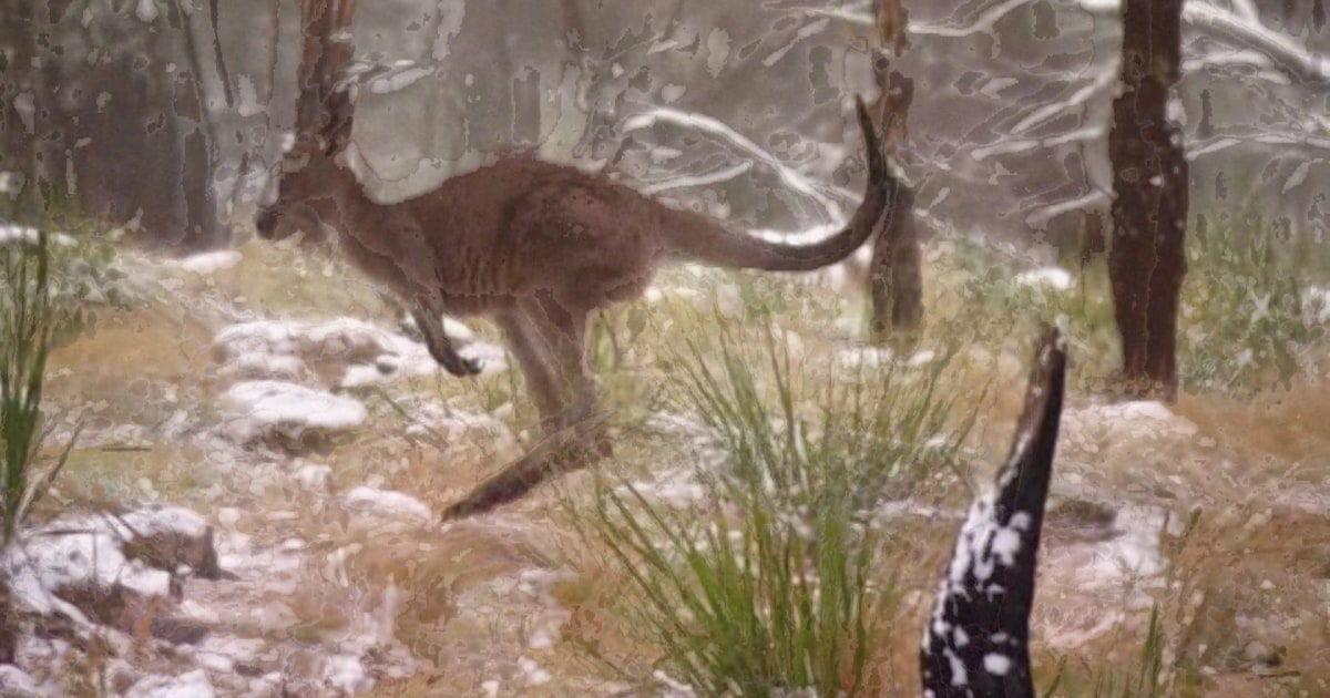 Australian Kids See Snow For The First Time