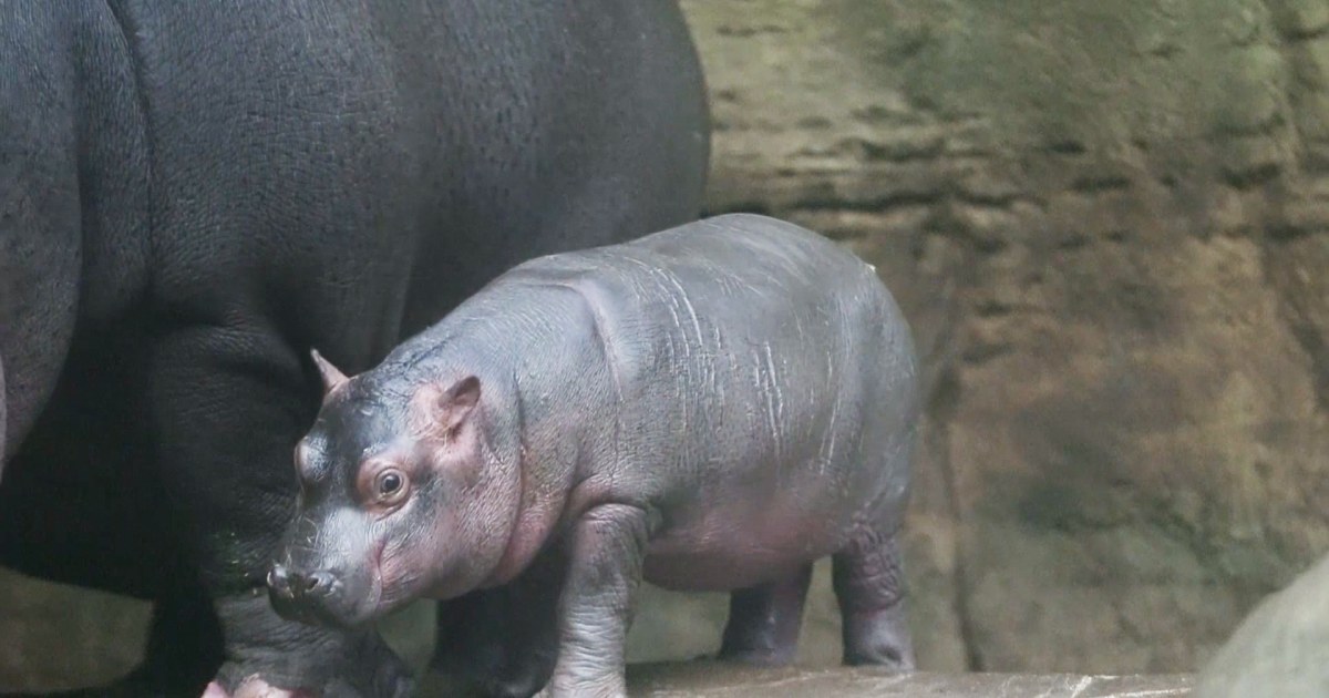 Adorable Baby Hippo Makes a Splash