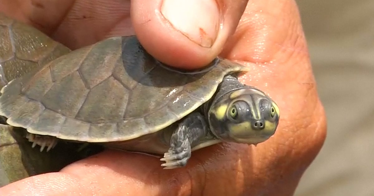 Watch Baby Turtles Take First Dip in the Amazon