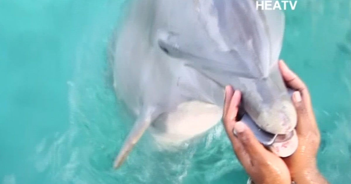 Watch Dolphin Retrieve Dancer’s Cellphone from Ocean