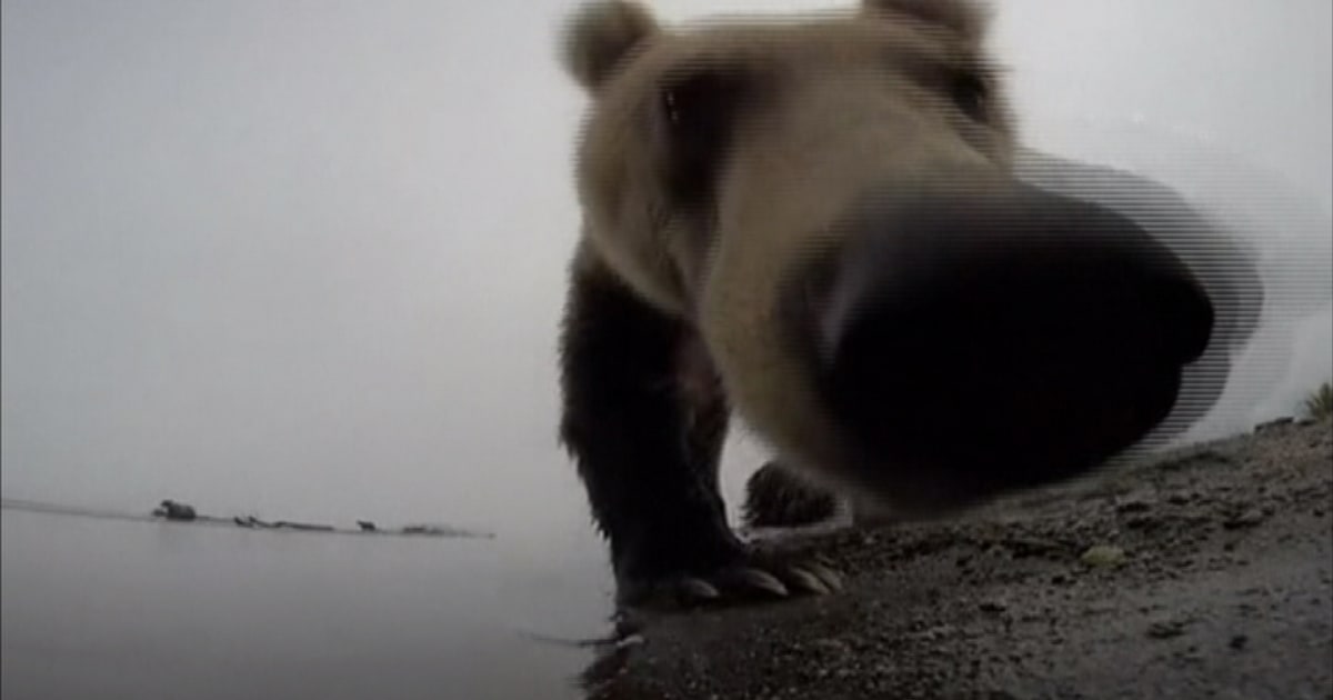 Curious Bear Gets Up Close with GoPro Camera