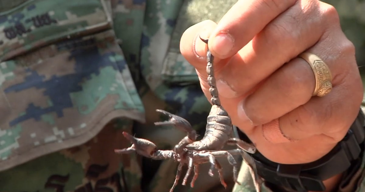 From Surf to Scorpions: Take a Look Behind Modern Military Exercises