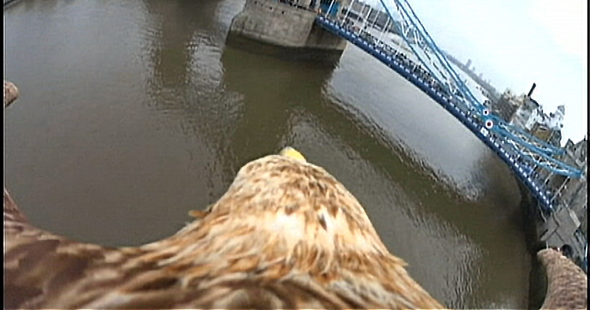 Grab an Eagle-Eye View of London Landmarks