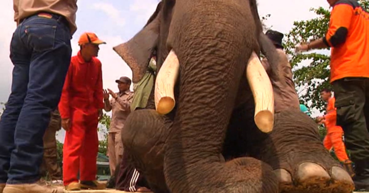 Firefighting Elephants Patrol Indonesian Forest