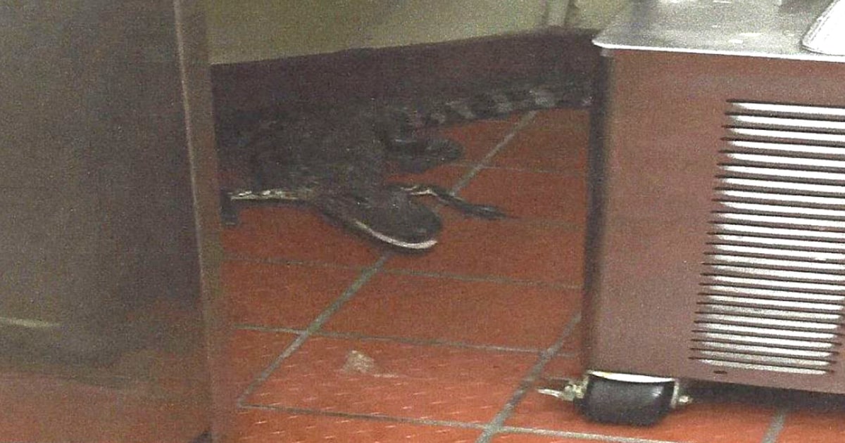 Florida Man Faces Assault Charges After Alligator 'Prank'