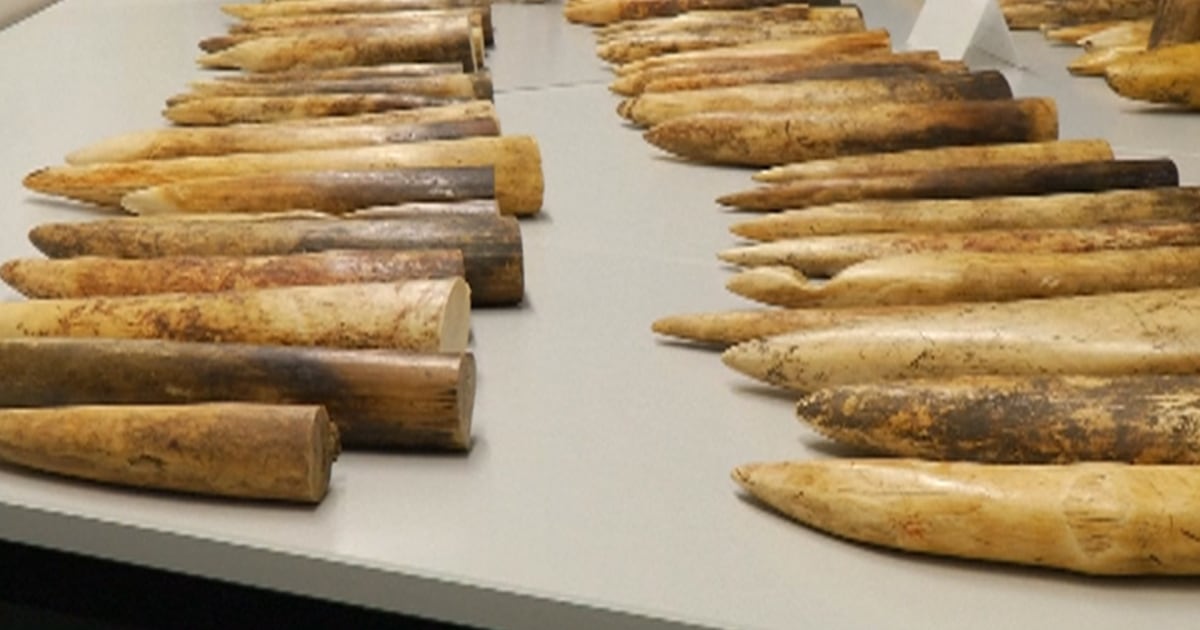 Swiss Authorities Reveal Record Ivory Seizure