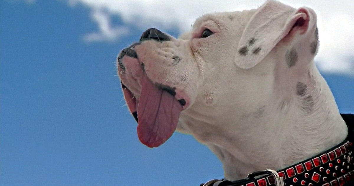 Colorado Pit Bull Dog Becomes Internet Sensation