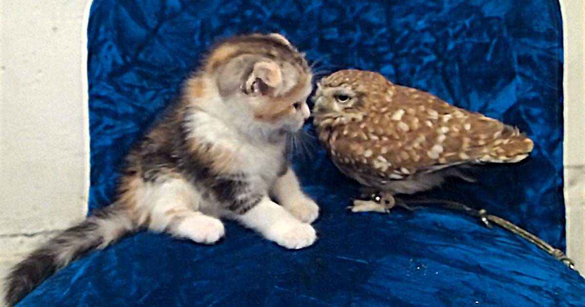 The Owl and the Pussycat: An Unusual Friendship Develops