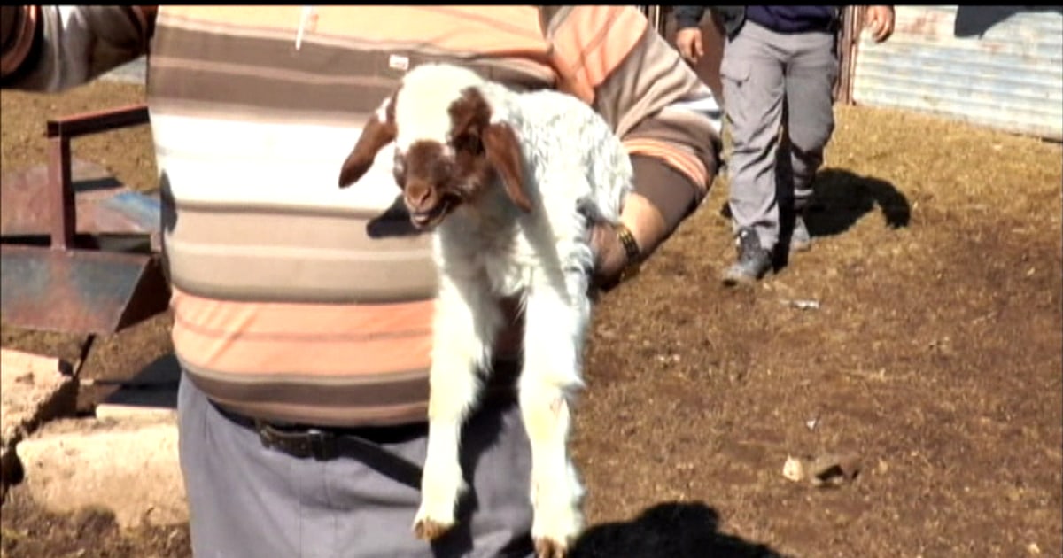Meet The Incredible Two-Legged Lamb Called Angel